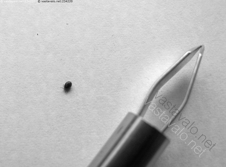 Kuva: Pieni mutta vaarallinen - punkki puutiainen pikkuruinen pieni ...