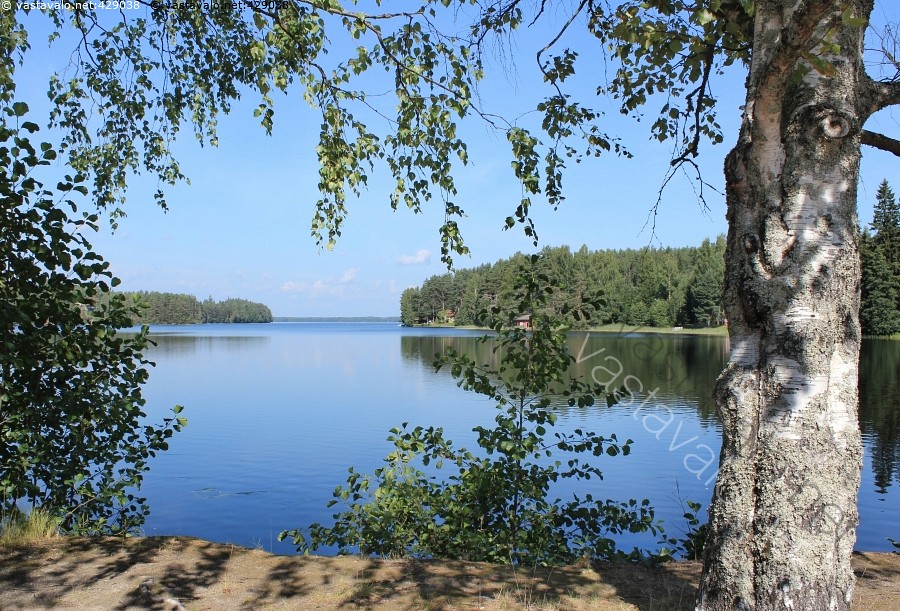 Kuva: Suomen kesä - järvi vesi tyyni peilityyni rasvatyyni ranta koivu ...