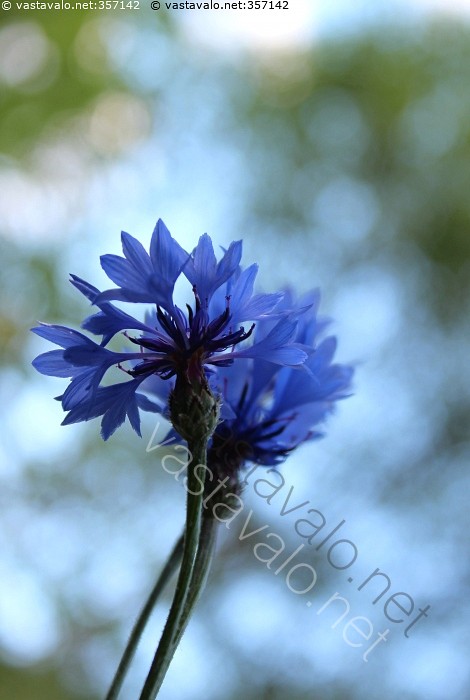 Kuva: Kaksin - ruiskukka ruiskaunokki elokaunokki centaurea cyanus ...