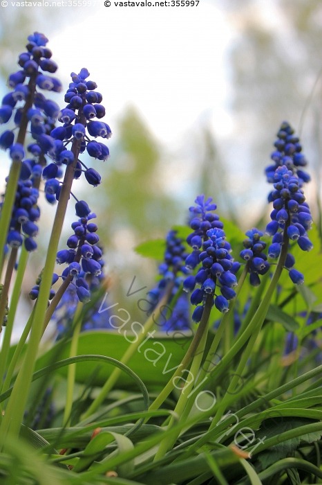 Kuva: Helmililja - helmililja helmihyasintti muscari armeniacum ...