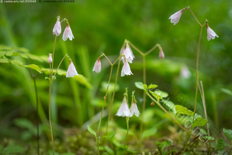 Kuva: Vanamot - vanamot vanamo Linnaea borealis ainavihanta varpu ...