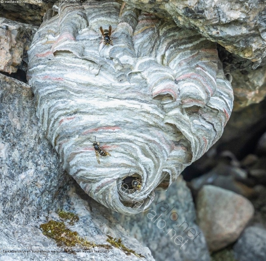 Kuva: Ampiaispesä - ampiainen pistiäinen myrkkypistiäinen Vespula pesä ...