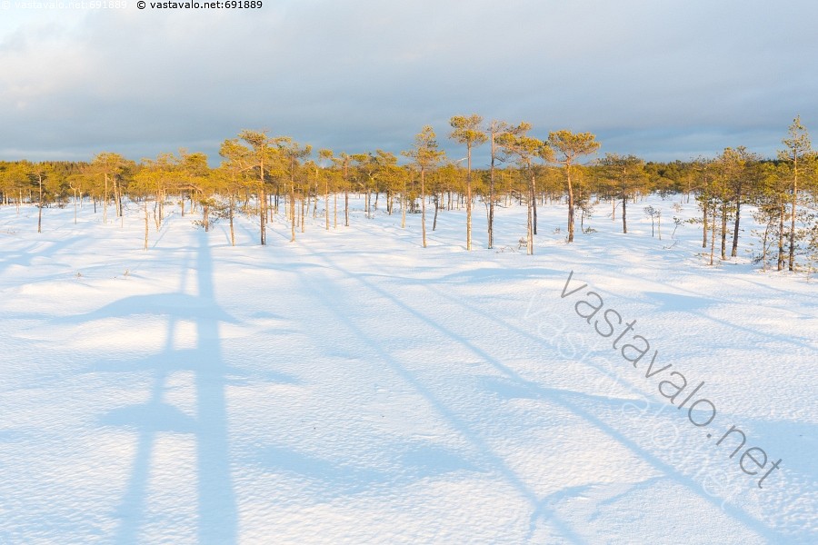 Kuva: Talvinen päivä Linnaistensuolla - suo suomaisema talvi ...