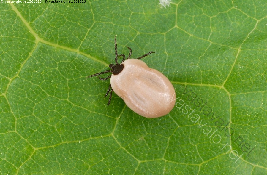Kuva: Puutiainen - Puutiainen punkki Ixodes ricinus hämähäkkieläin ...