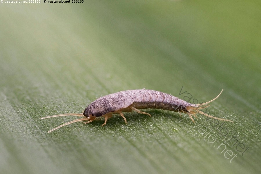 Kuva: Sokeritoukka - sokeritoukka lepisma saccharina hyönteinen ...