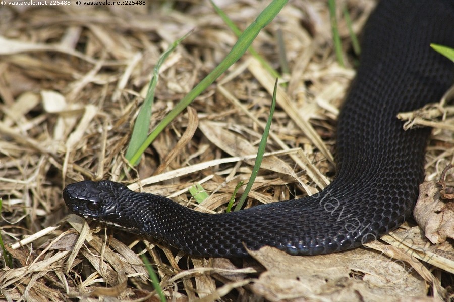 Kuva: Musta kyy - kyy vipera berus musta melanismi matelija käärme ...