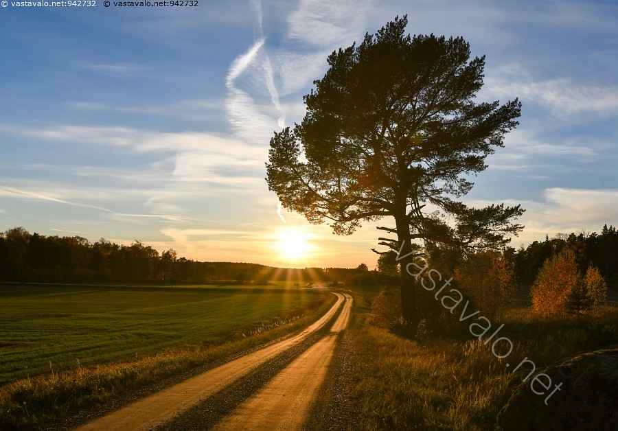 Kuva: Lokakuun aurinko ja tuuhea mänty - maaseutu soratie kapea ...