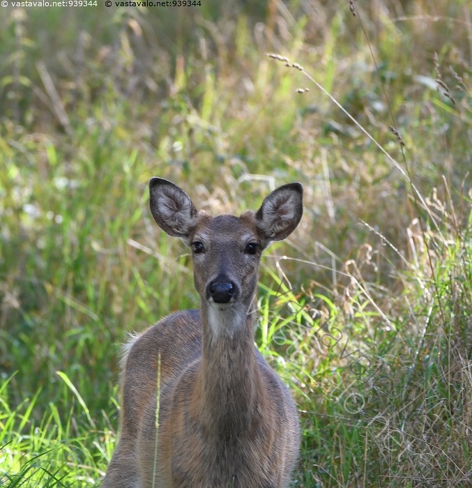 Kuva: Valkohäntäpeura - valkohäntäpeura Odocoileus virginianus ...