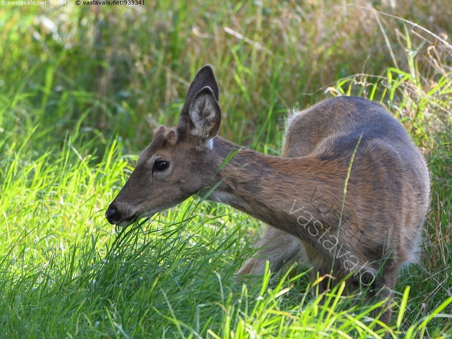 Kuva: Valkohäntäpeura - valkohäntäpeura Odocoileus virginianus ...