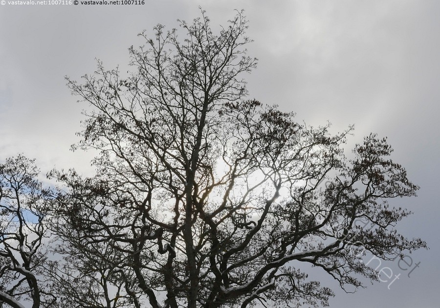 Kuva: Vanhan puun talvipuku - puu vanha lehtipuu oksat oksisto oksa ...