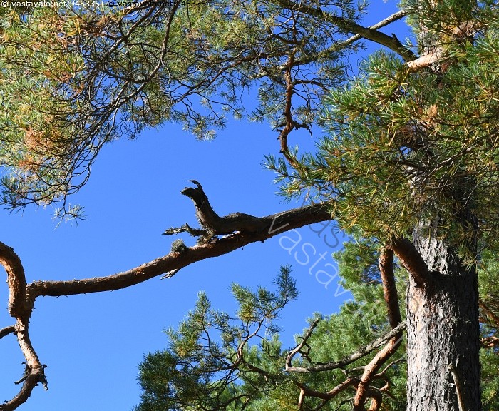 Kuva: Oksa kuin kärppä - mänty oksa vanha havupuu sininen taivas ...