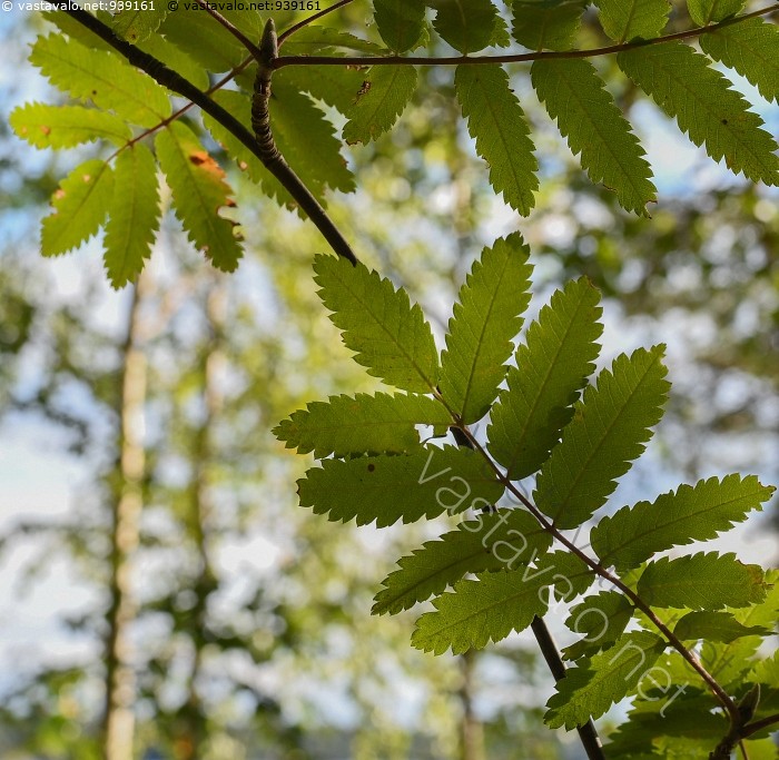 Kuva: Pihlajanlehdet - pihlaja pihlajanlehti vihreä heleä kesä elokuu ...