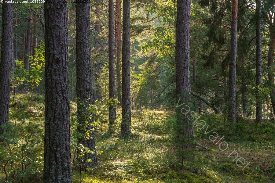 Kuva: Suojeltua metsää - metsämaisema metsä vastavalo aurinkoinen ...