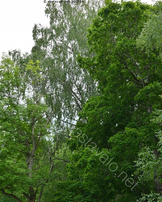 Kuva: Lehtipuut kesäsateessa - saarni koivu lehtipuu lehtipuut vihreä ...