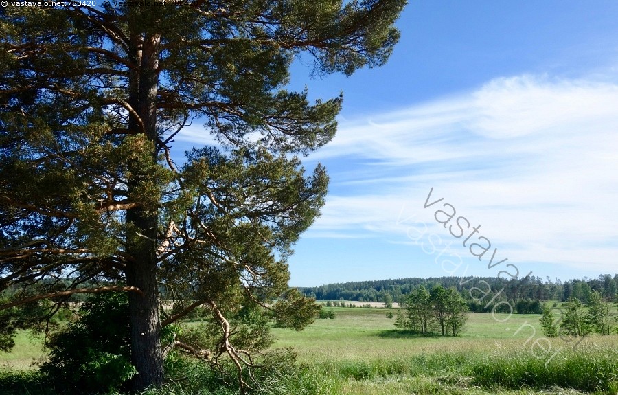 Kuva: Jykevä mänty - mänty puu suuri iso jykevä pelto maalaismaisema ...