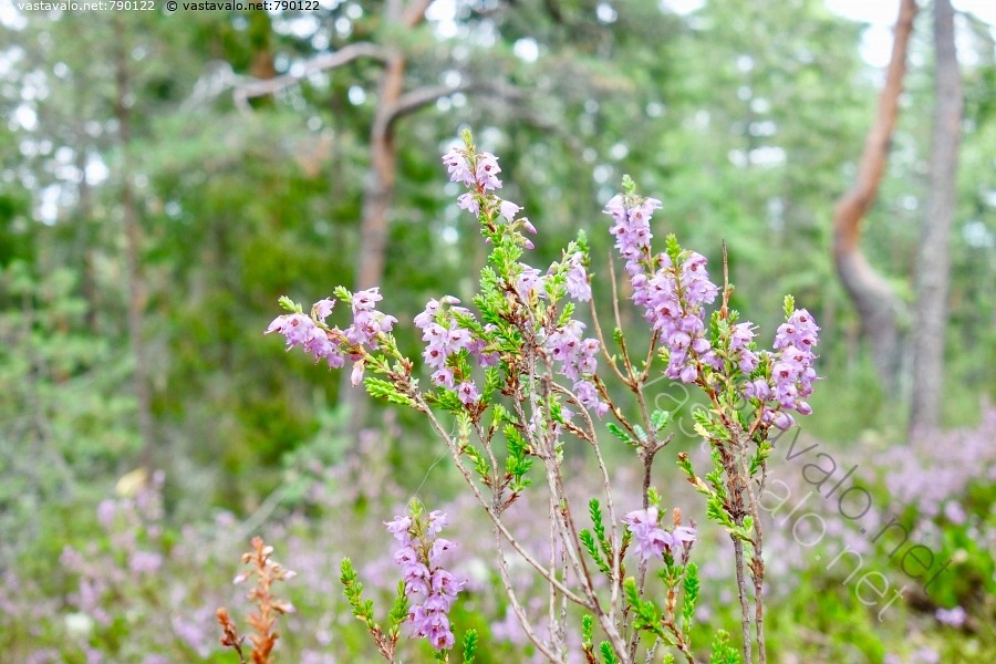 Kuva: Kanerva - Calluna vulgaris varpu vaaleanpunainen pinkki kukka ...