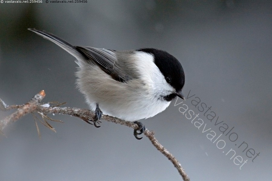 Kuva: Hömppä - Hömötiainen Parus Montanus tiainen oksa oksalla lintu ...