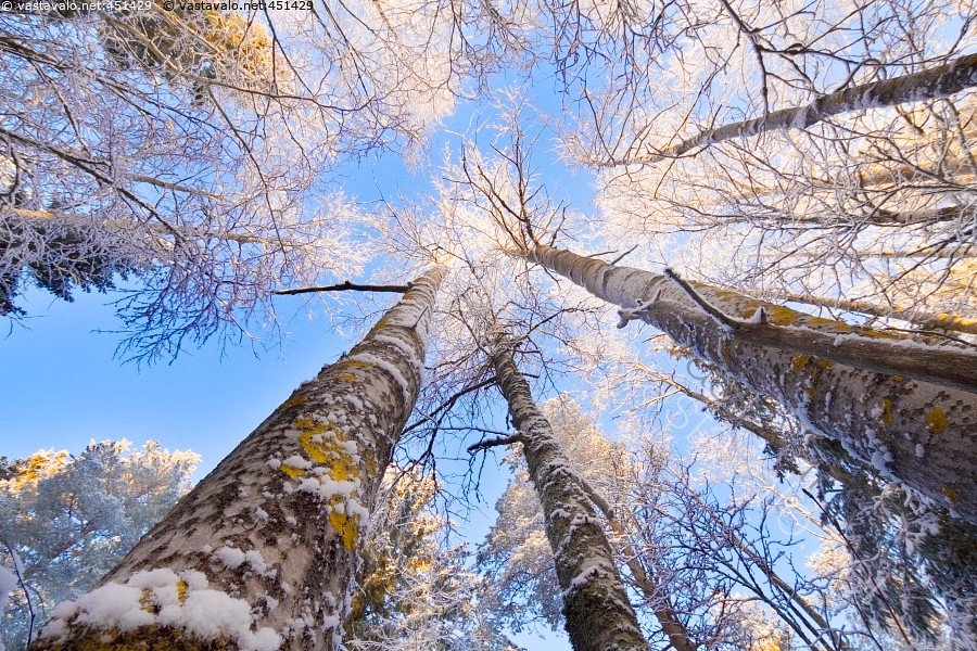 Kuva: Metsä - haapa kuusi puu puut lumi talvi metsä värikäs sininen ...