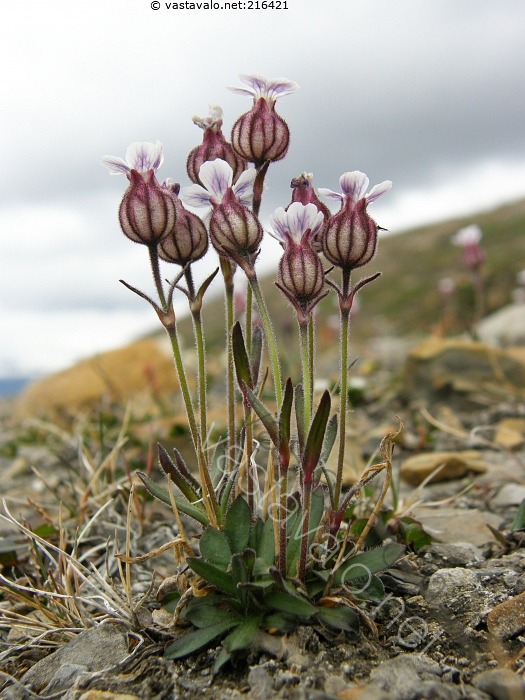 Kuva: Pahta-ailakki - pahta-ailakki silene uralensis arctica kasvi ...