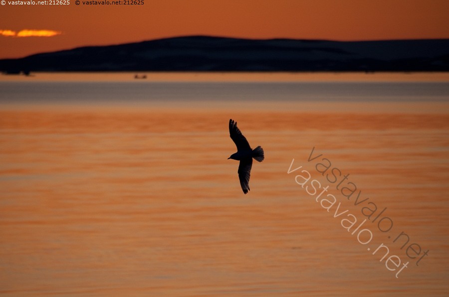 Kuva: Pikkukajavan siluetti - pikkukajava rissa tridactyla lokki ...