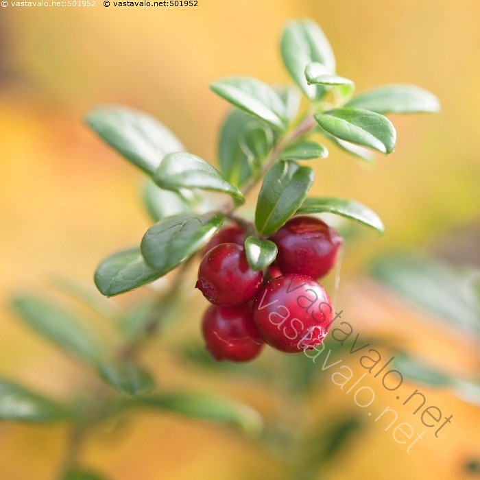 Kuva: Puolukkaa - punainen puolukka Vaccinium vitis-idaea kotimaiset ...