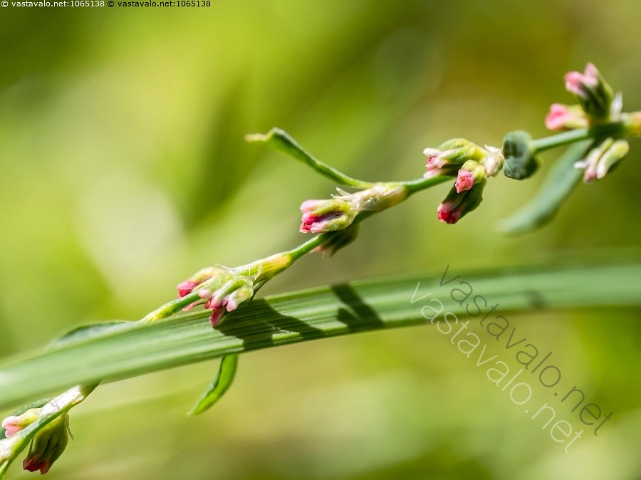 Kuva: Pihatatar - pihatatar Polygonum aviculare isopihatatar ...