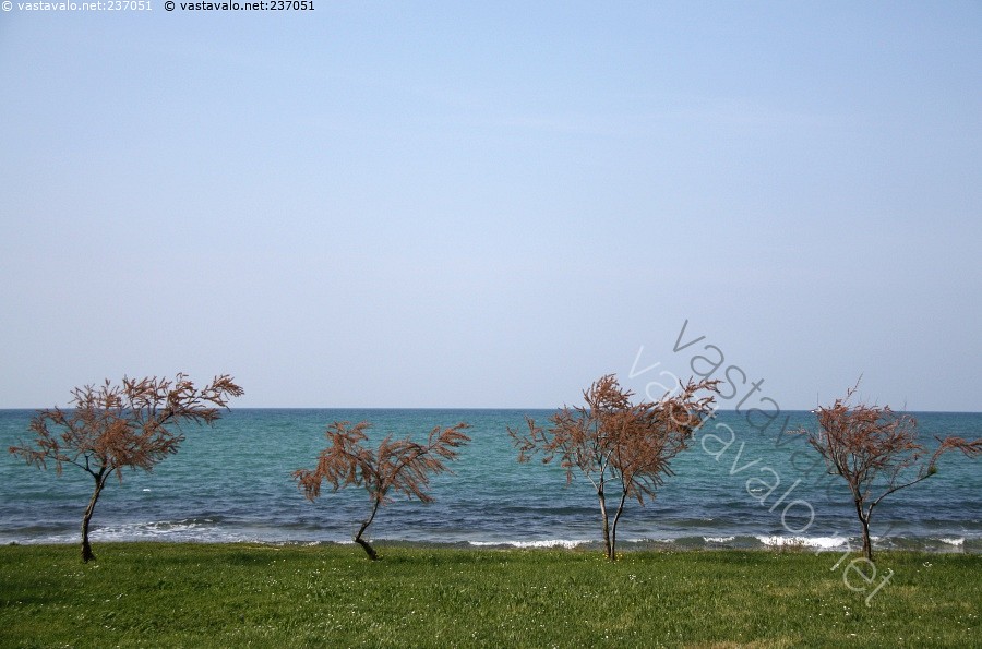 Kuva: Tuulen tuivertamia - Kroatia Novigrad Cittanova Istria Istrian ...