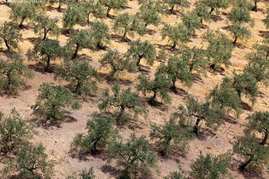 Kuva: Oliivipuut Andalusiassa - Espanja Andalucia Andalusia ...