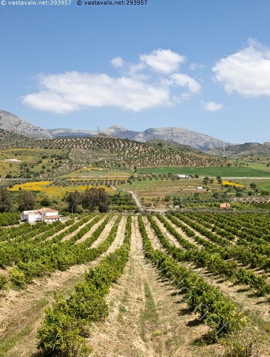 Kuva: Appelsiiniviljelmä - Espanja Andalucia Andalusia Guadalhorce ...