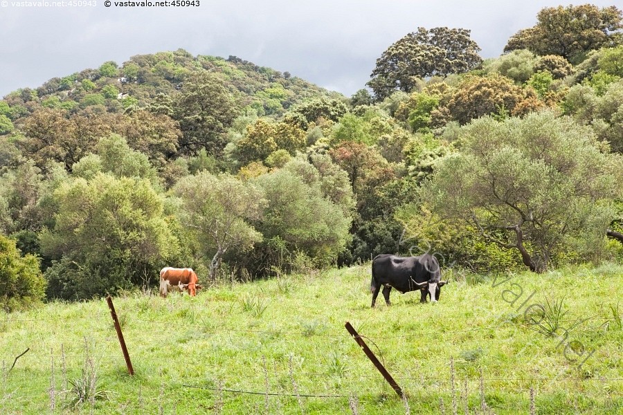 Kuva: Laitumella - Espanja Andalusia maatalous karjatalous eläimet ...