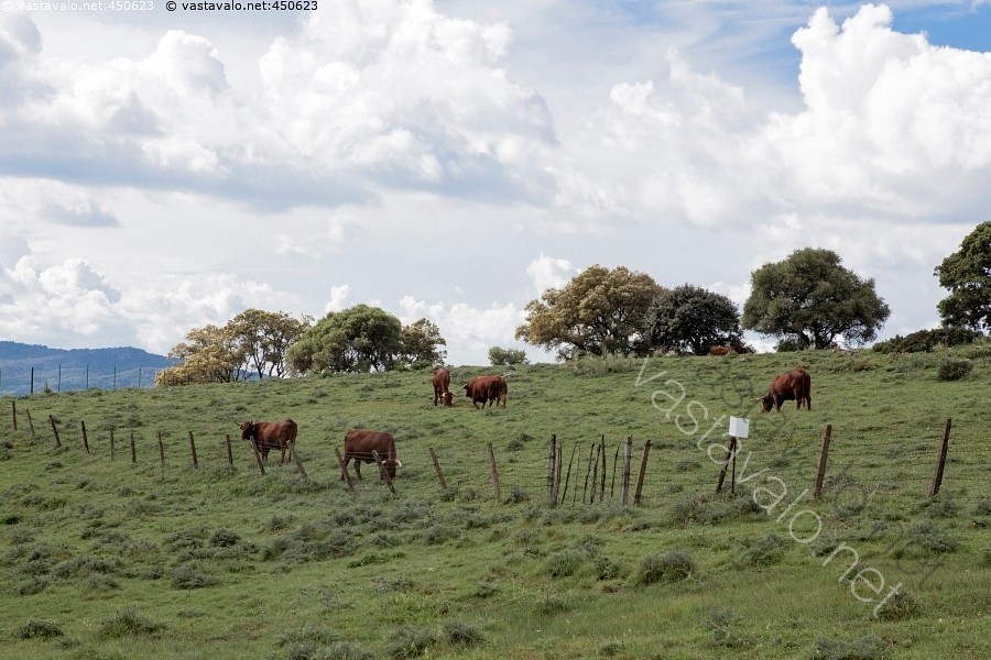 Kuva: Laidun Andalusiassa - Espanja Andalusia maatalous karjatalous ...