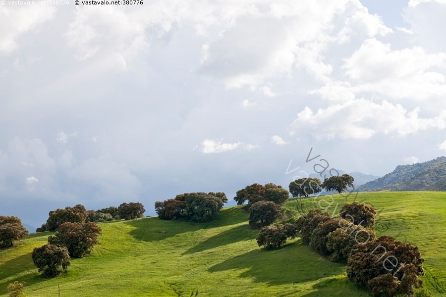 Kuva: Pyöreät puut - Andalusia Espanja maaseutu maisema Andalucia ...