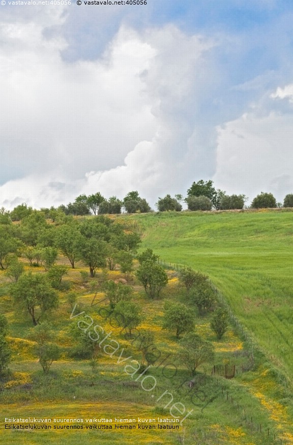 Kuva: Kevät Andalusiassa - kevät maisema pilvet luonto taivas puut ...