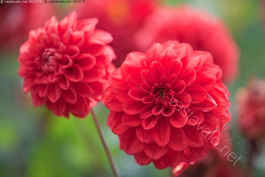 Kuva: Dahlian hehku - daalia dahlia daaliat dahliat kasvit kasvi kukka ...