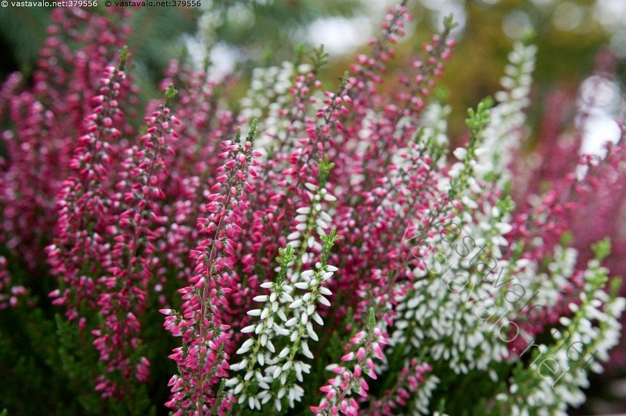 Kuva: Kanervat - kanerva kanervat koristekanerva koristekasvi Calluna ...