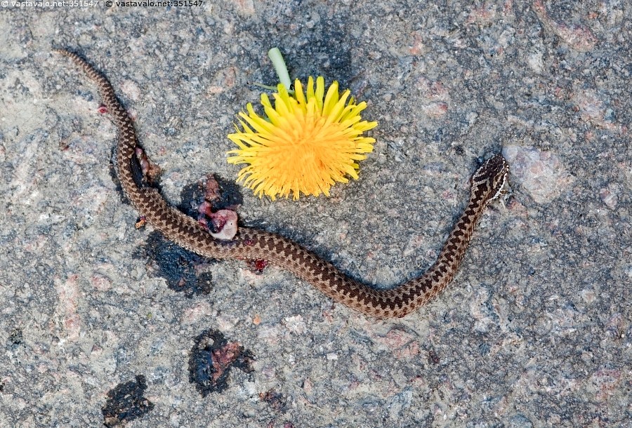 Kuva: Liikenteen uhri - kyy Vipera berus kyykäärme käärme poikanen ...