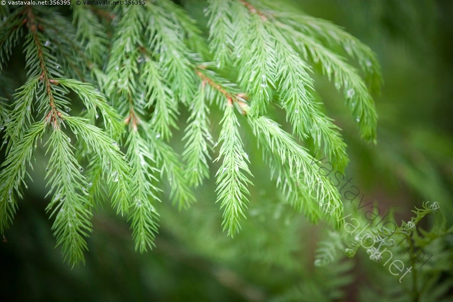 Kuva: Uusi kasvu - kuusi puut uusi kasvu vuosikasvu vuosikasvain oksa ...