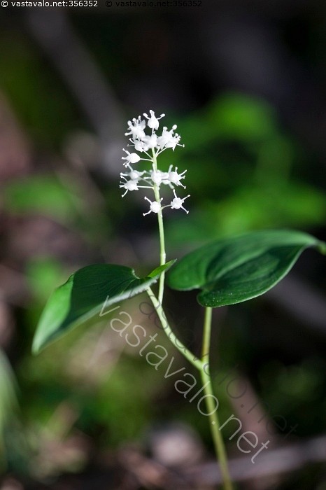 Kuva: Oravanmarja - oravanmarja Maianthemum bifolium metsäoravanmarja ...