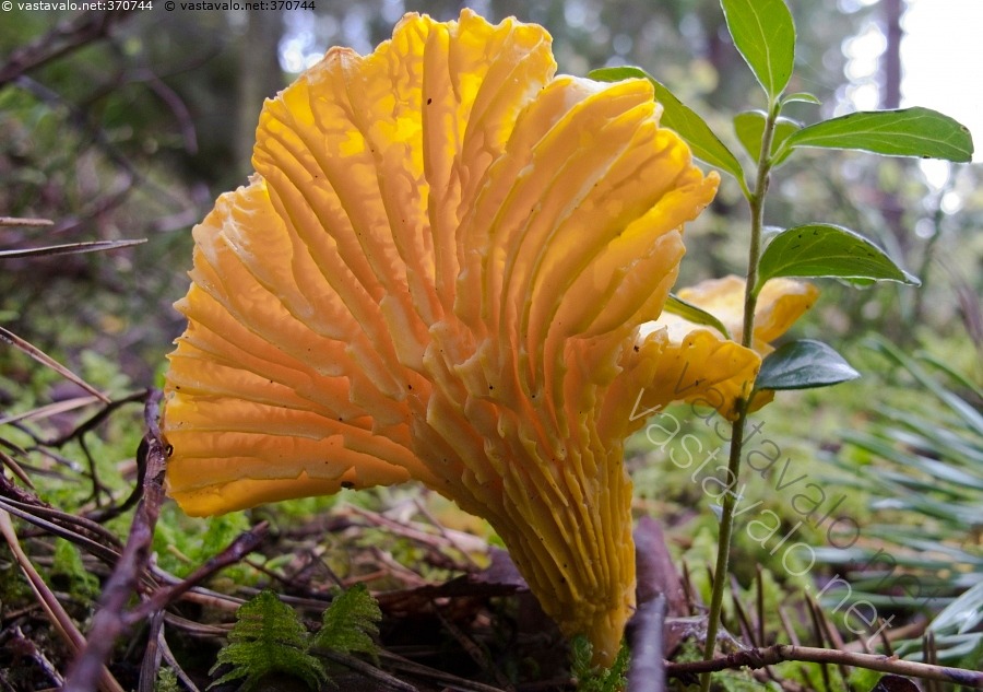 Kuva: Kantarelli - Cantharellus cibarius keltavahvero kantarelli ...