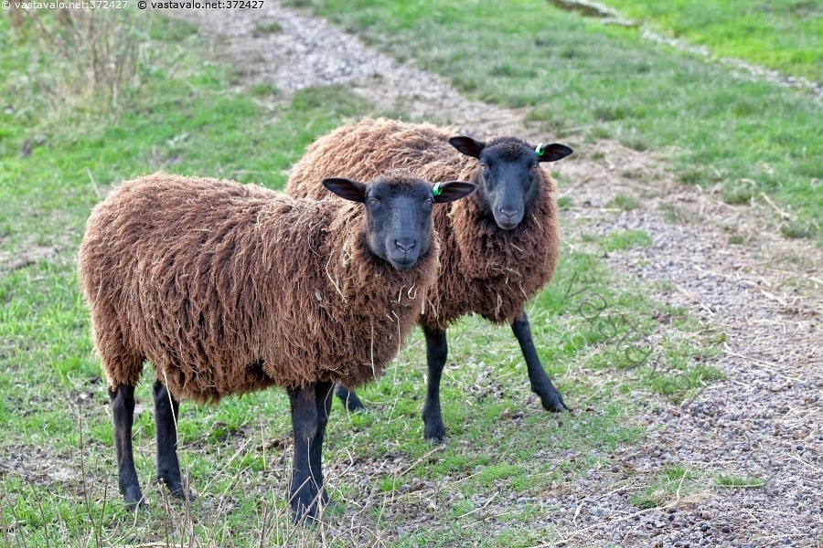 Kuva: Uteliaat lampaat laitumella - lammas Ovis aries eläimet lampaat ...