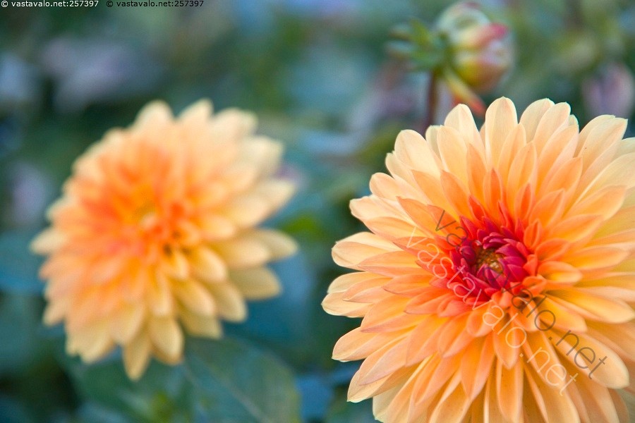 Kuva: Syyshehku - kasvit kasvi kukka kukat kesäkukka kesäkukat oranssi ...