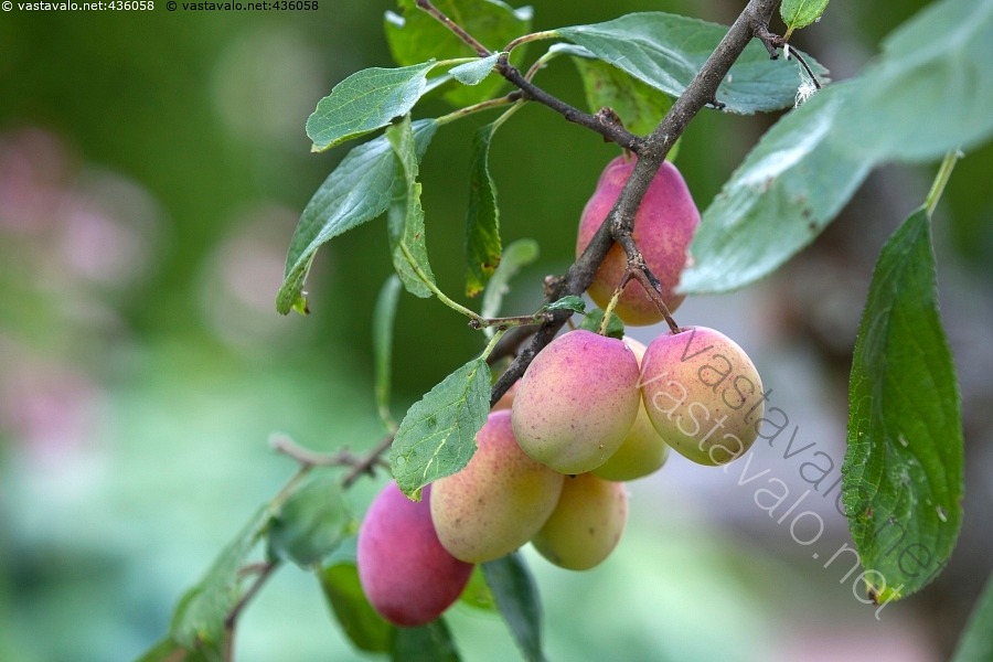 Kuva: Luumuja - luumu luumupuu Prunus domestica kotimainen hedelmä puu ...