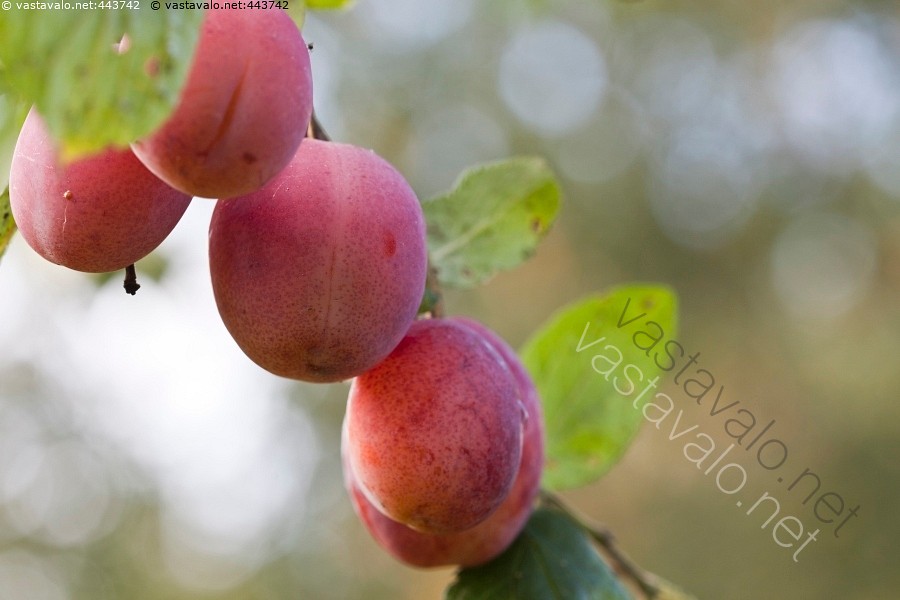 Kuva: Oksassa - luumu luumupuu Prunus domestica kotimainen hedelmä puu ...