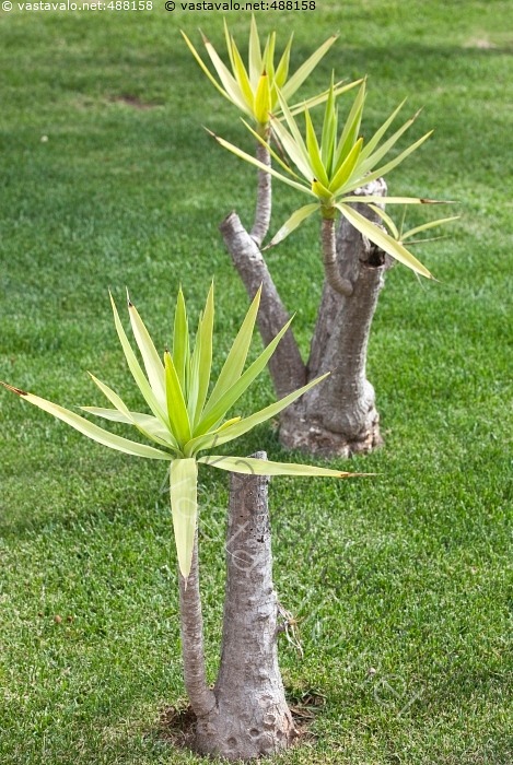 Kuva: Yucca - Jukka-palmu Yucca palmu vihreä kasvit kasvi istutukset ...