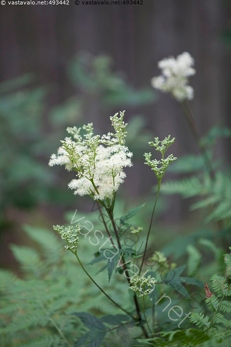Kuva: Tien reunalla - mesiangervo niittymesiangervo Filipendula ulmaria ...