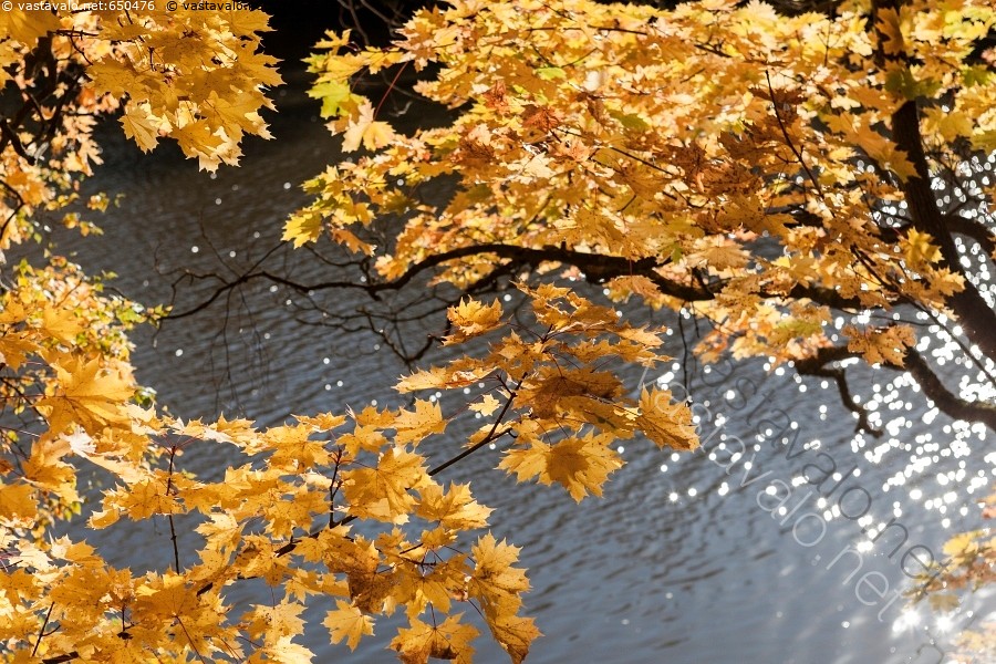 Kuva: Joen rannalla - puut lehtipuut puu lehti vaahtera Acer ...