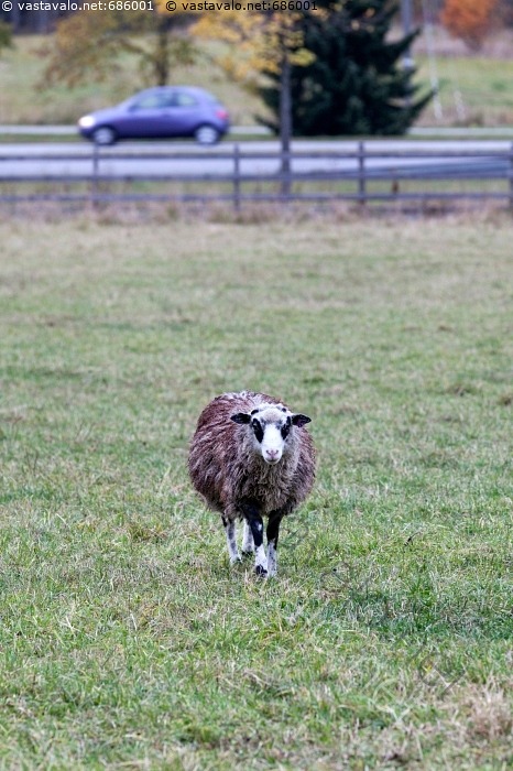 Kuva: Lammas kaupungissa - eläin ruskea lammas Ovis aries laidun ...