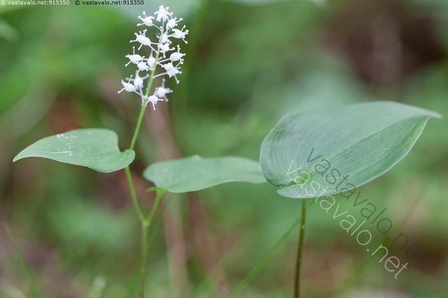 Kuva: Oravanmarja - oravanmarja Maianthemum bifolium metsäoravanmarja ...
