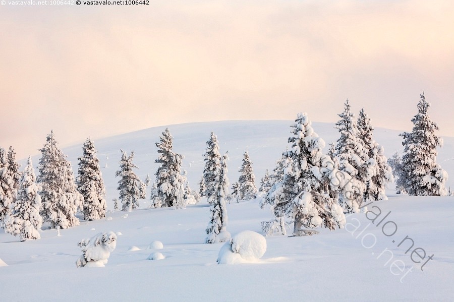 Kuva: Kuuset tunturissa - talvi talvinen luonto lumi luminen Pallas ...