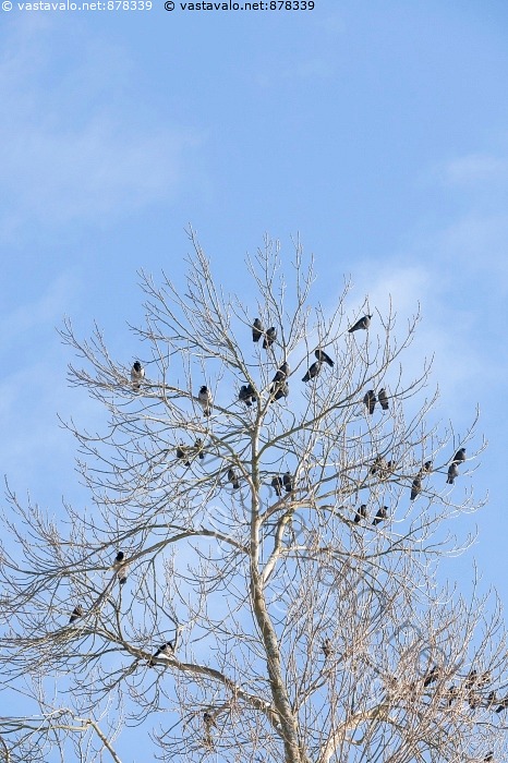 Kuva: Naakkaparvi - linnut naakka naakat Corvus monedula puu oksat ...